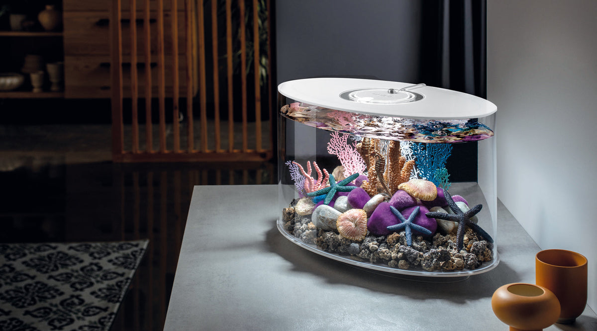 A Sensory Escape: The Science of Aquariums, Lighting, and Mental Well ...