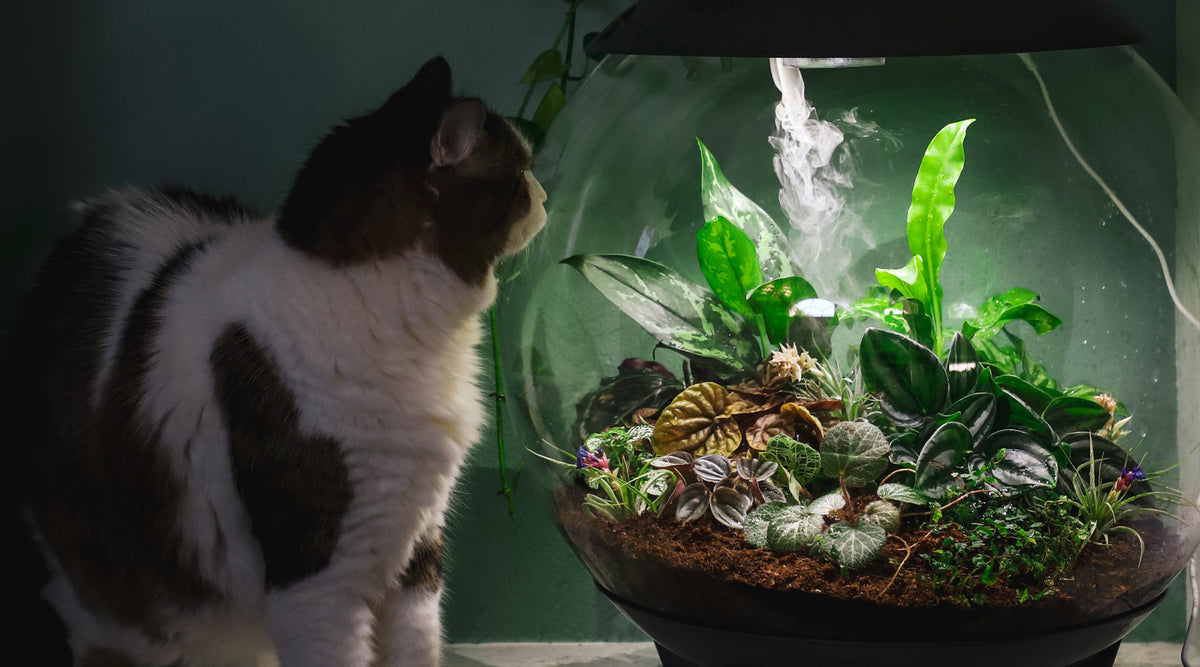 The Best Terrarium for Cat-Loving Plant Parents – biOrb