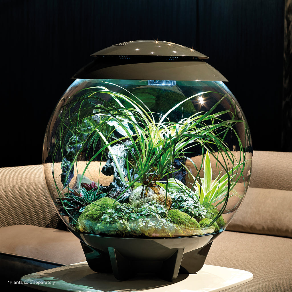 biOrb AIR 60 Terrarium: Automated Terrarium for Plants – biOrb [US]