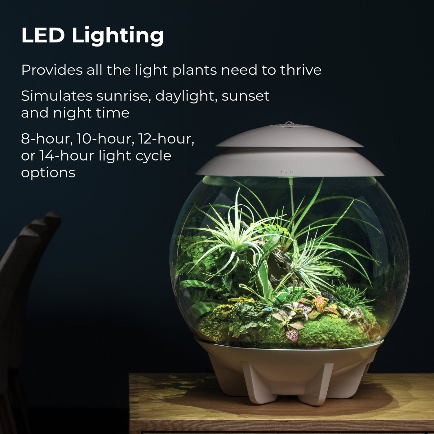 Air 30 Terrarium for Vibrant Plant Life | biOrb US