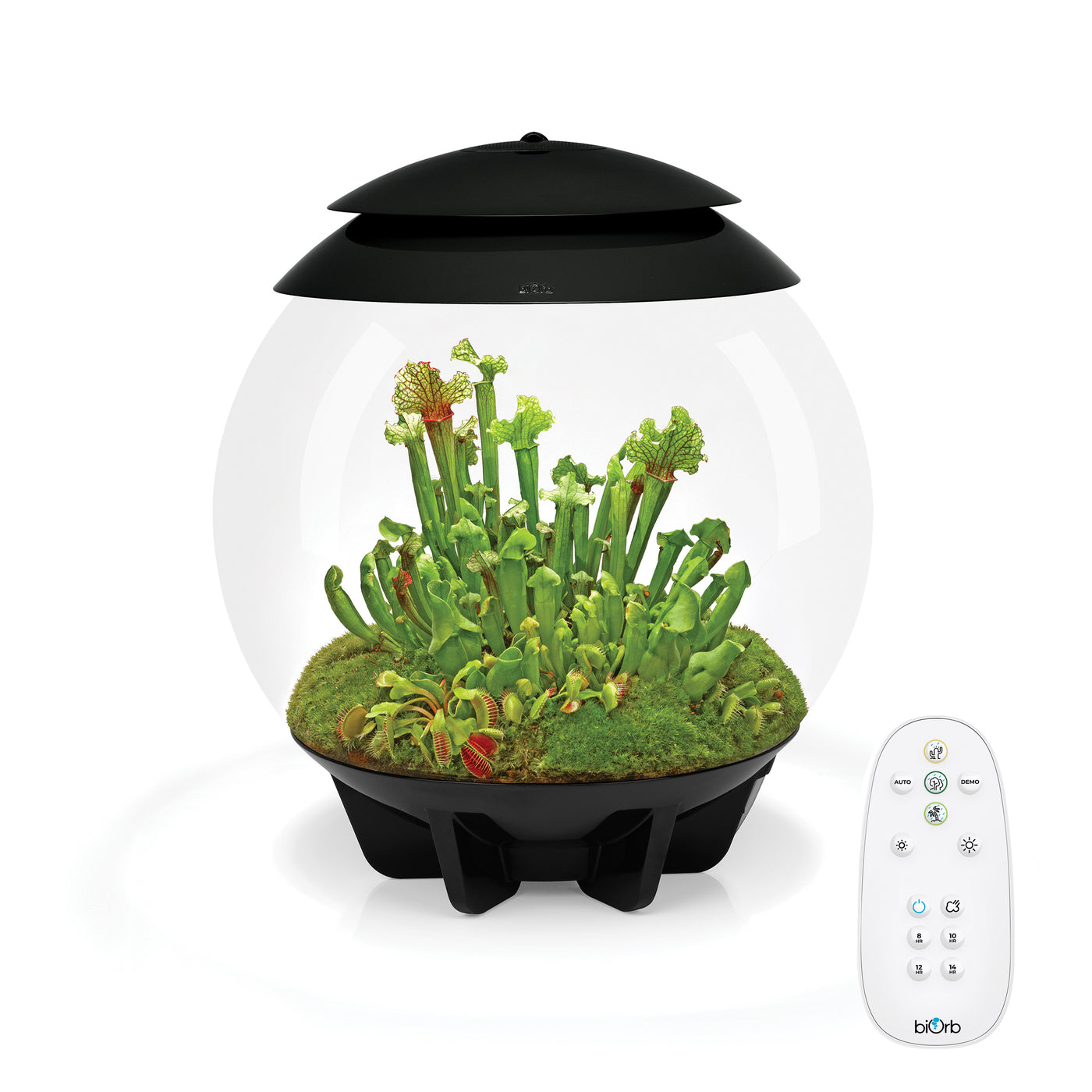 Air 30 Terrarium for Vibrant Plant Life | biOrb US