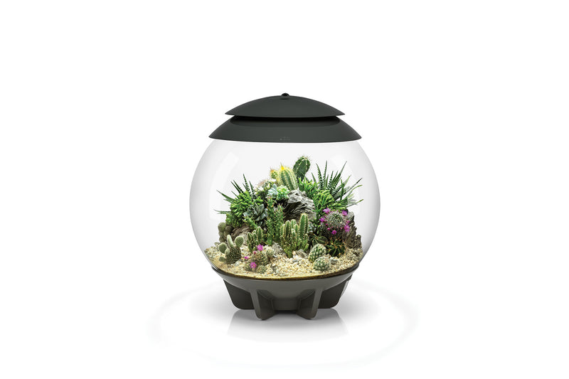 Terrariums for Your Home | biOrb US – biOrb [US]