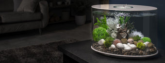 Loop Aquariums for Unique Aquatic Experiences | biOrb US – biOrb North ...